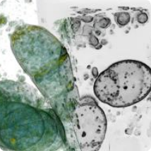 TESCAN AMBER 2: Automated FIB-SEM for TEM Prep & Nanoprototyping