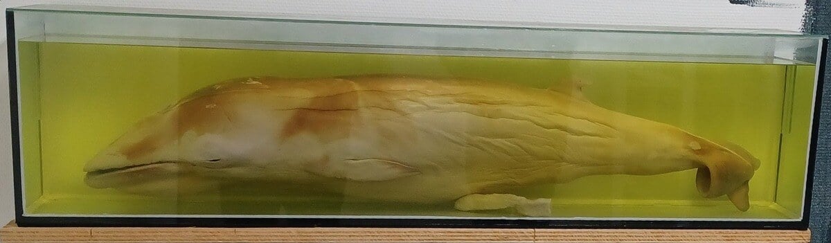 High-Resolution Imaging of a Large Natural History Specimen – A Baleen ...